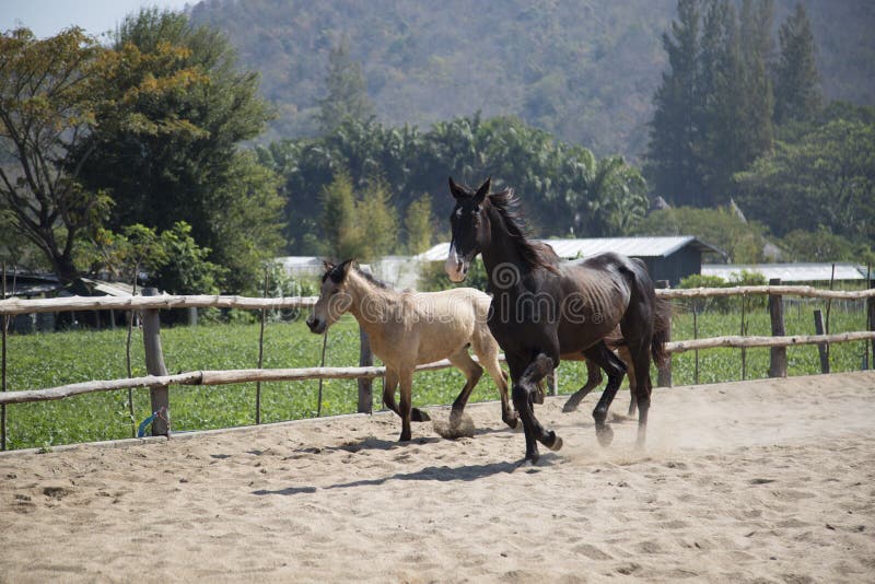 Big Beautiful Horses Playing in the Sand Stable Stock Image - Image of ...