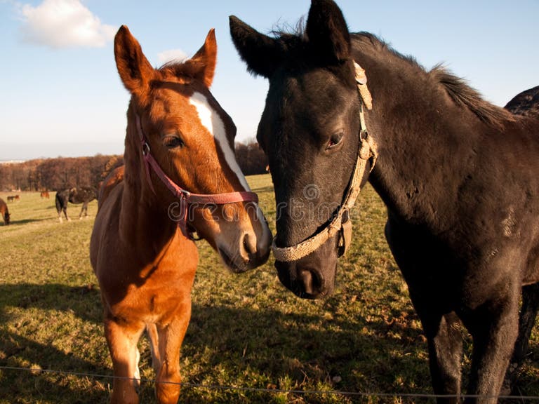 Two Horses Portrait stock photo. Image of cloud, blue - 22456374