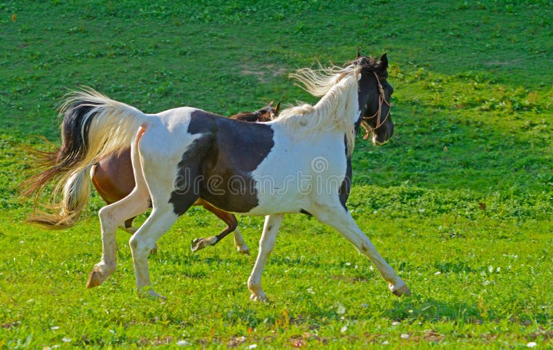 Two Horses Race through a Field Together. Stock Image - Image of brown ...