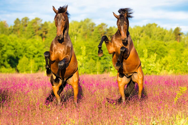Wild Horses Rearing Wallpaper