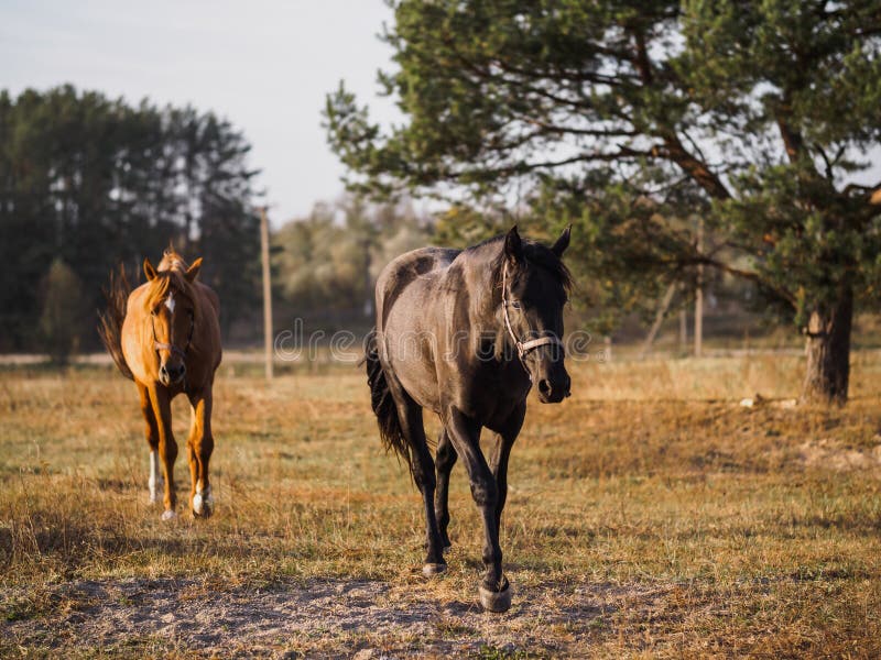 Two Horses Running in the Autumn Field Stock Photo - Image of summer ...