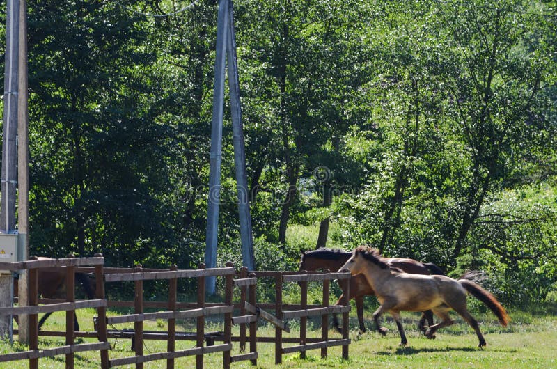 Two horses running in farm stock photo. Image of park - 151353022