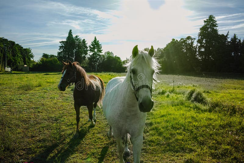 Two Horses Running in the Paddock at Sunset Stock Photo - Image of farm ...