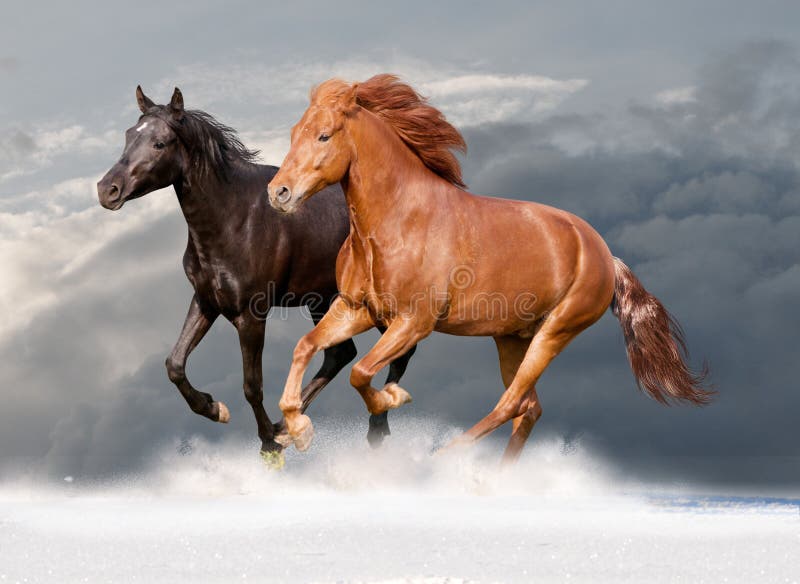 Two horses runs stock image. Image of black, mane, mountain - 21503123