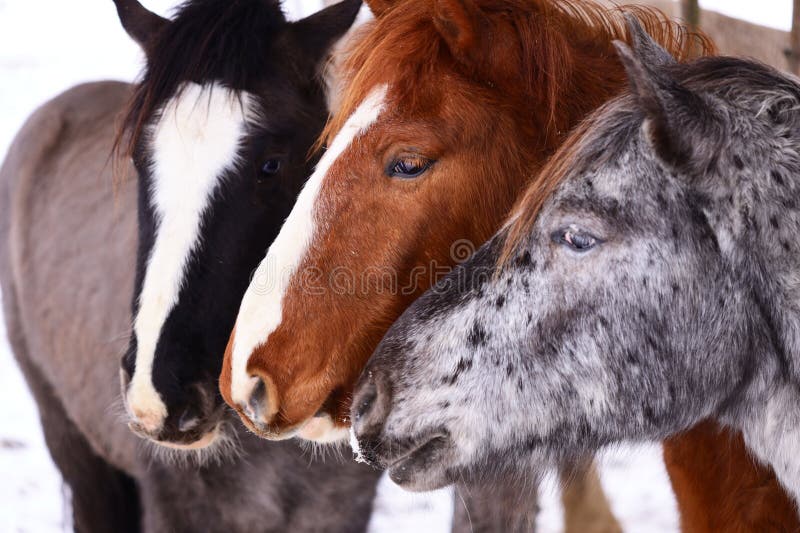 Two Horses Side by Side, Standing Still Stock Photo - Image of ...