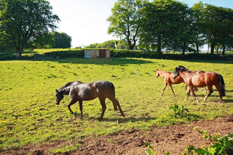 Two Horses in the Spring Meadow Stock Image - Image of flower ...