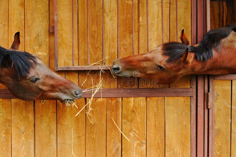 Two horses in the stable stock image. Image of farm, profile - 18709353