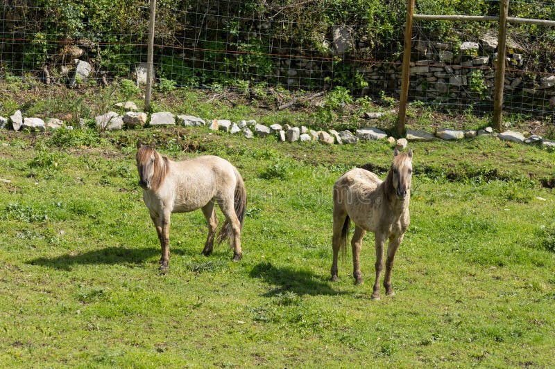Two Horses Standing on Green Grass in Paddock Stock Image - Image of ...