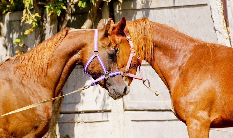 Two Horses Standing Next To Each Other Stock Photo - Image of beautiful ...