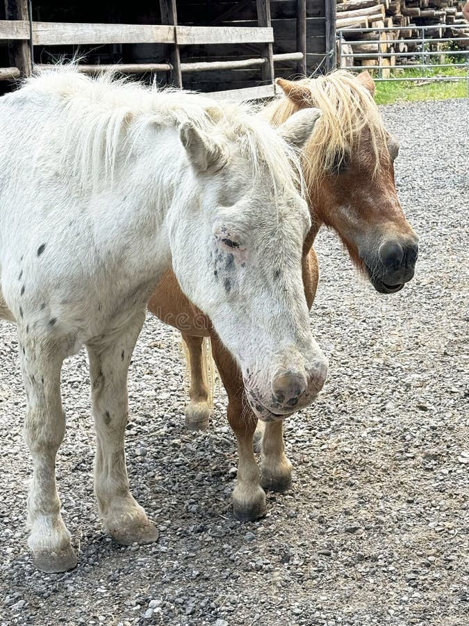 Two Horses Standing Together on Gravel Path in Farm Setting Stock Photo ...