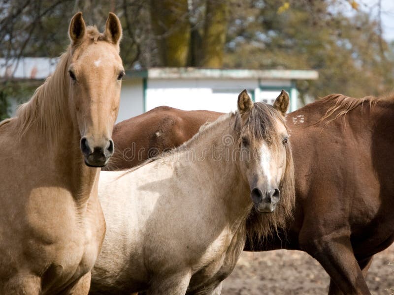 Two Horses Staring stock photo. Image of outdoor, outdoors - 16425730