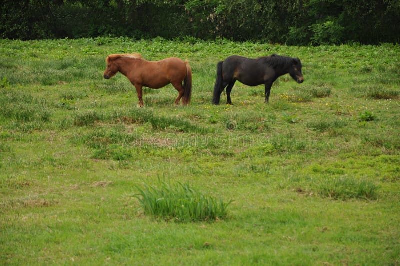 Two horses stock image. Image of pasture, brown, meadow - 51661791