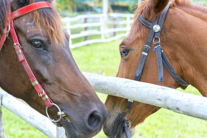 Two Horses Together in Love. Stock Photo - Image of face, motion: 92499518