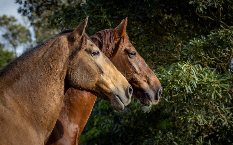 Two Horses Together, Outdoors, Cute and Looking Attentively Stock Image ...