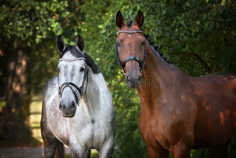 Two Beautiful Horses Posing Together in Summer Stock Image - Image of ...