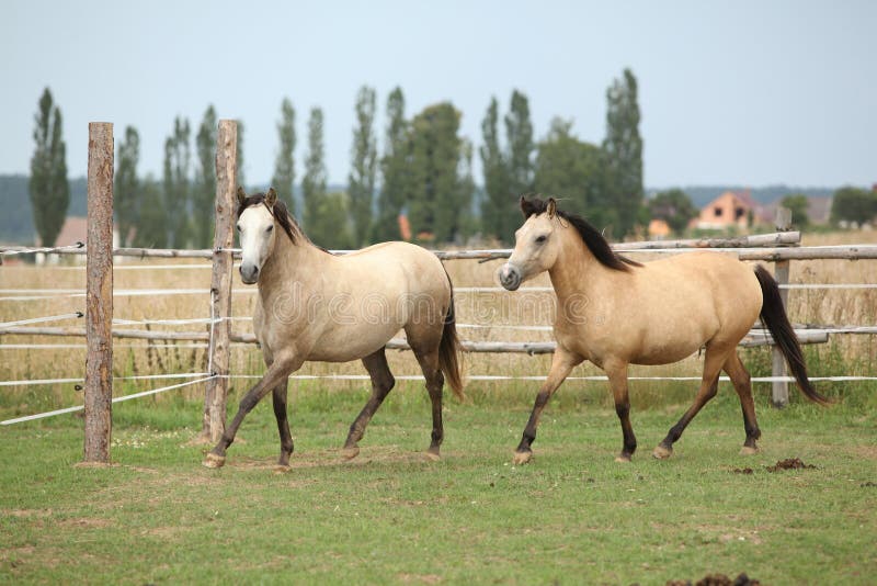 Two Horses Together on Pasturage Stock Image - Image of domestic ...