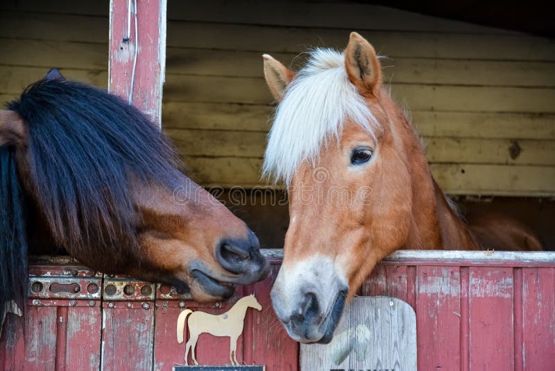 Two horses stock image. Image of rein, bovine, halter - 224184659