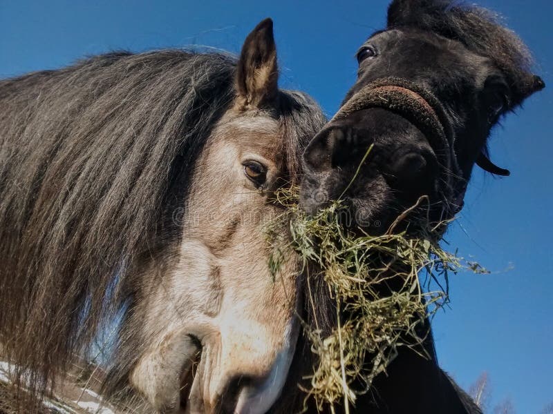 Two horses stock image. Image of horses, animal, love - 122885517