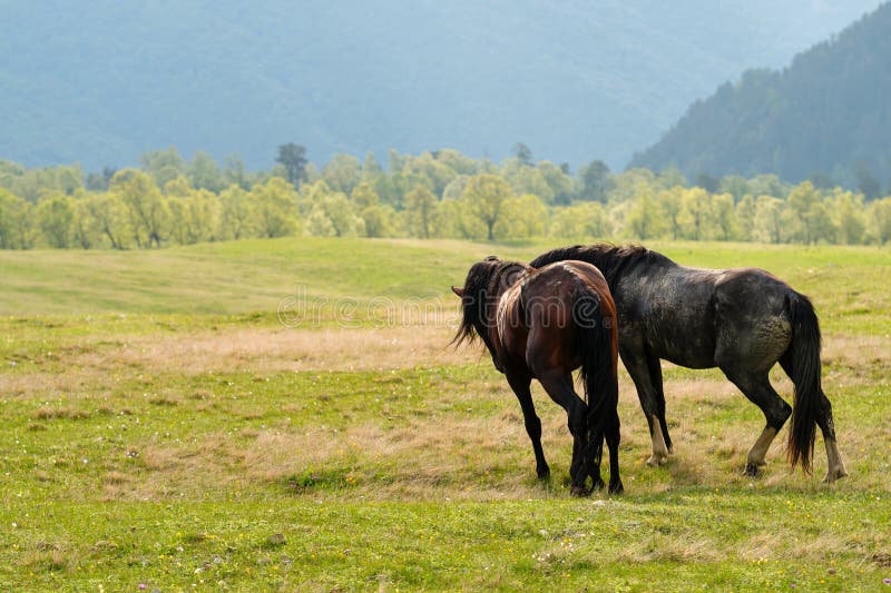 Two Horses Walking Together in Wide Open Grassy Field Stock Photo ...