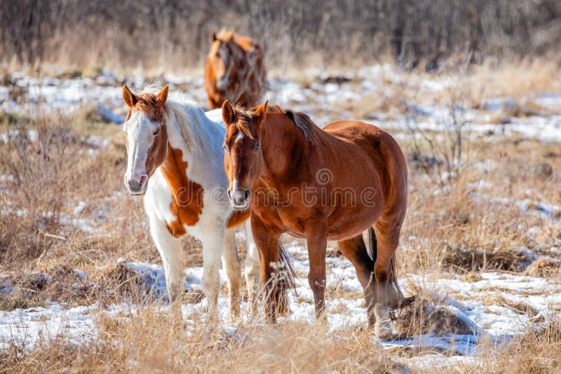 Two Horses in a Wisconsin Pasture Standing Side by Side Stock Image ...