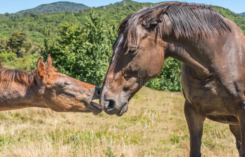 Two horses stock image. Image of horse, face, mammal - 67614317
