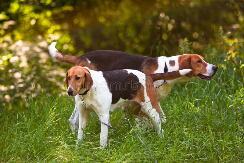 Two hounds stock photo. Image of portrait, forest, outdoor - 120119734