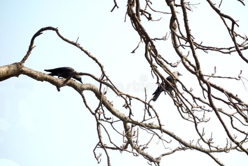 Two House Crows in Perched in a Tree Stock Photo - Image of scene ...