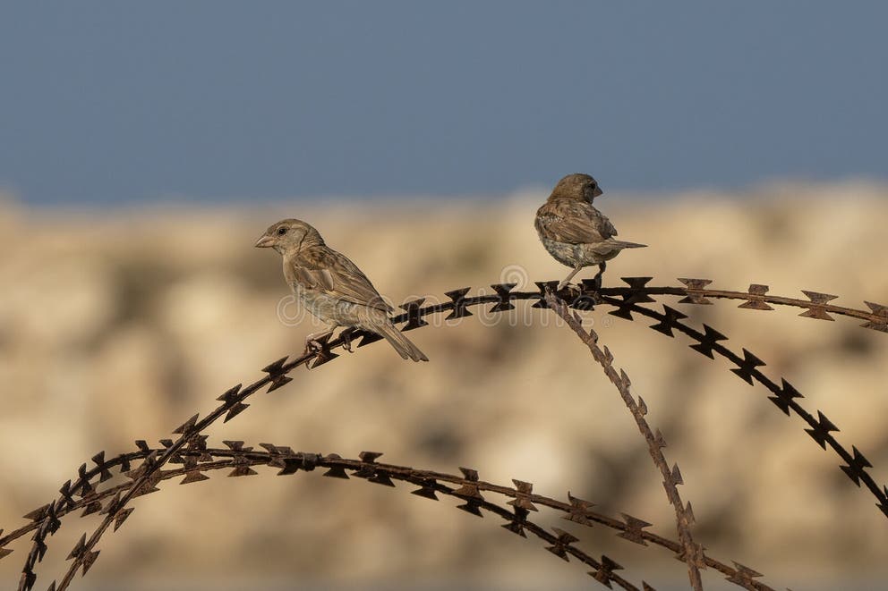 Two House Sparrows on Barbed Wire Stock Photo - Image of wildlife ...