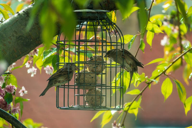 Two House Sparrows on Hanging Suet Feeder in the Shade of Cherry Tree ...