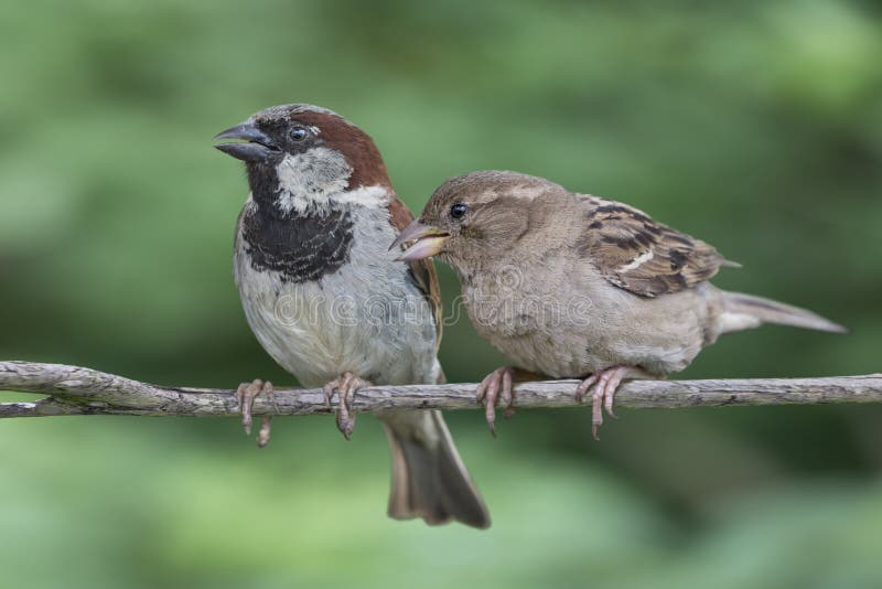 Two House Sparrows stock image. Image of male, garden - 74009375