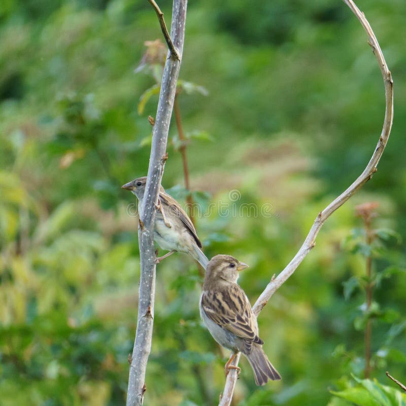 Two House Sparrows Perched on a Tree Branch Stock Image - Image of beak ...