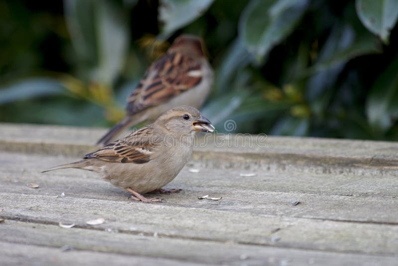 Two House Sparrows Sits on a Garden Table Stock Photo - Image of cute ...