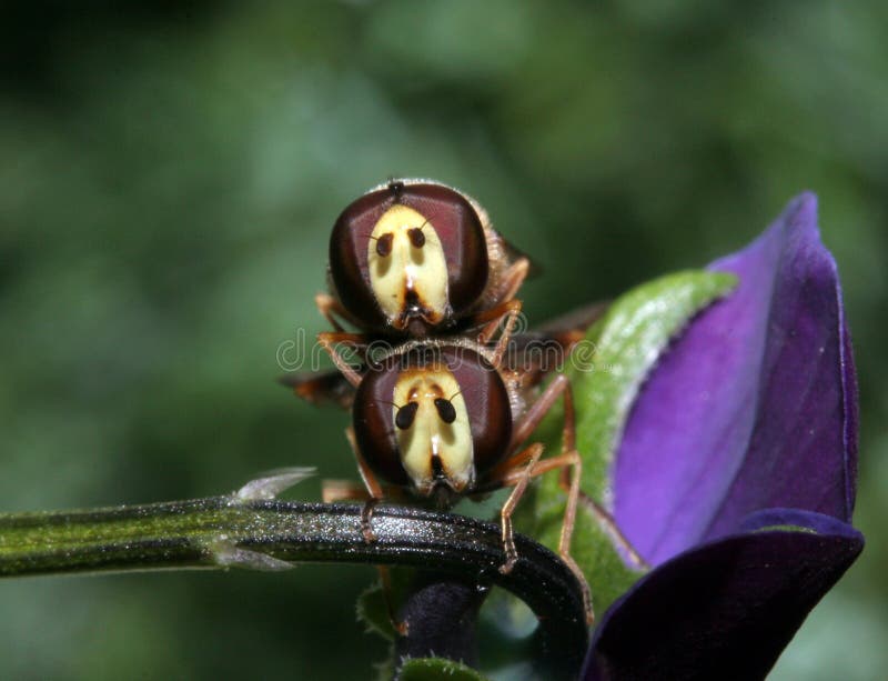 186 Mating Flower Flies Stock Photos - Free & Royalty-Free Stock Photos ...