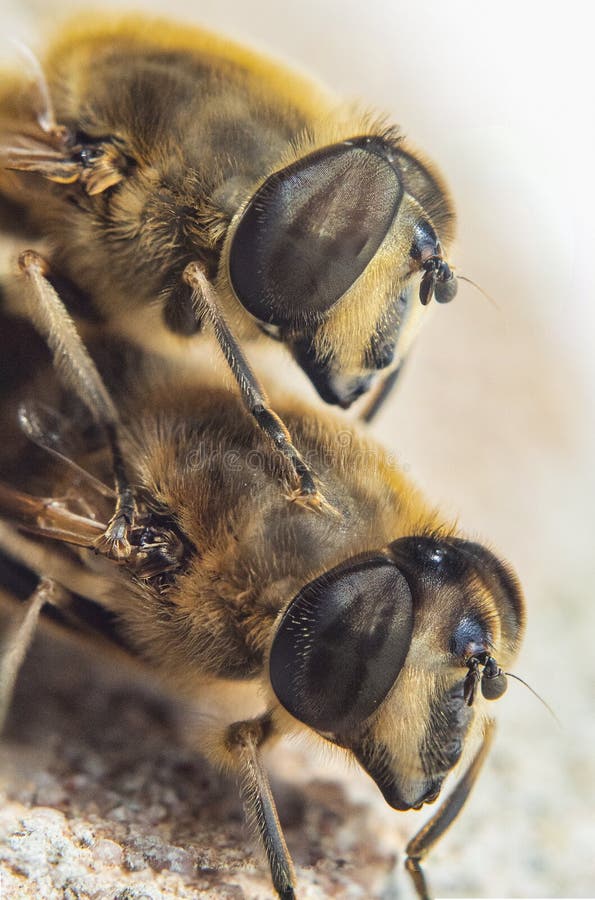 Two hoverflies stock photo. Image of macro, nature, shot - 233605088