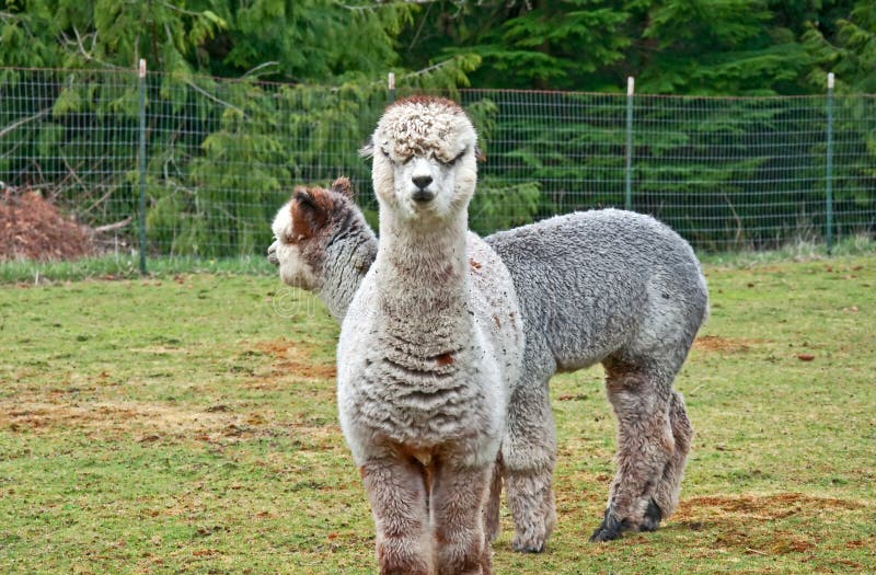 Two Huacaya Alpacas stock photo. Image of farm, huacaya - 30348238