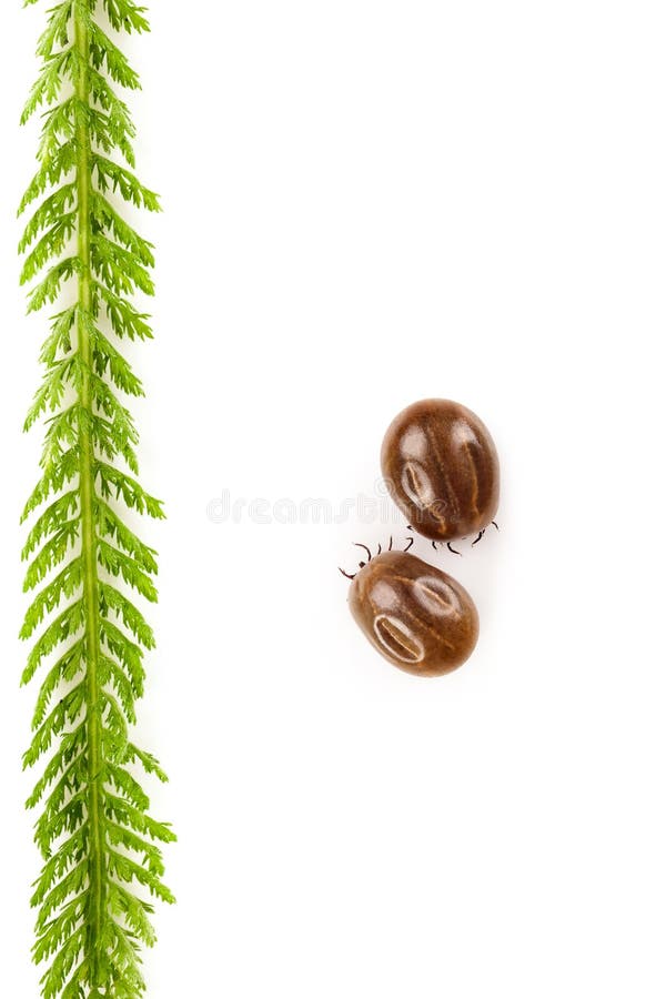 Two Huge Ticks with Leaf from Above. Stock Image - Image of isolated ...