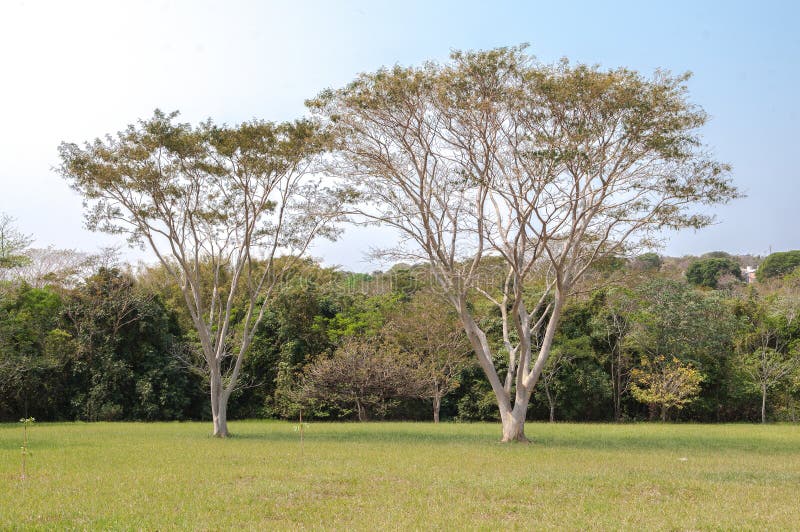 Two Huge Trees in a Beautiful Landscape of Green Vegetation Stock Photo ...