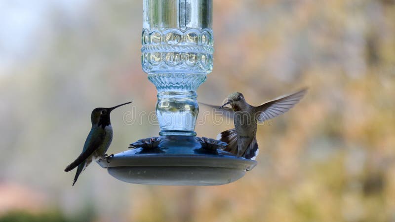 Two Hummingbirds stock photo. Image of feeder, pointed - 64547026