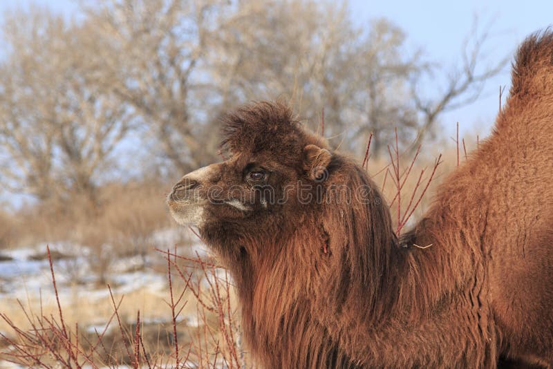 Two-humped Bactrian Camel in Xinjiang, China Camelus Bactrianus Stock ...