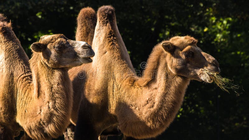 110 Camel Ships Stock Photos - Free & Royalty-Free Stock Photos from ...