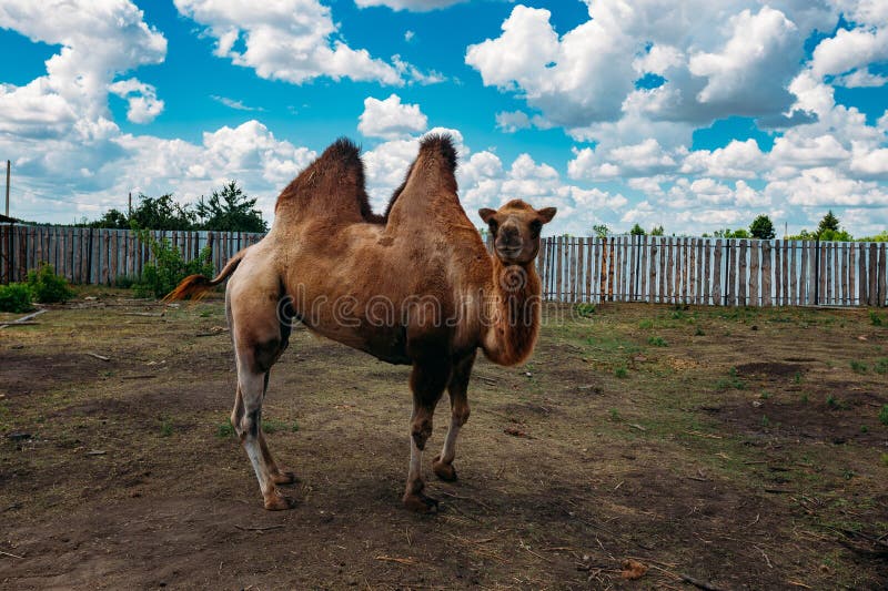 Two-humped Camel in Camel Enclosure Stock Image - Image of animal ...