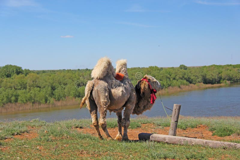 A Two-humped Camel Stands on a Mountain and Looks Down and into the ...