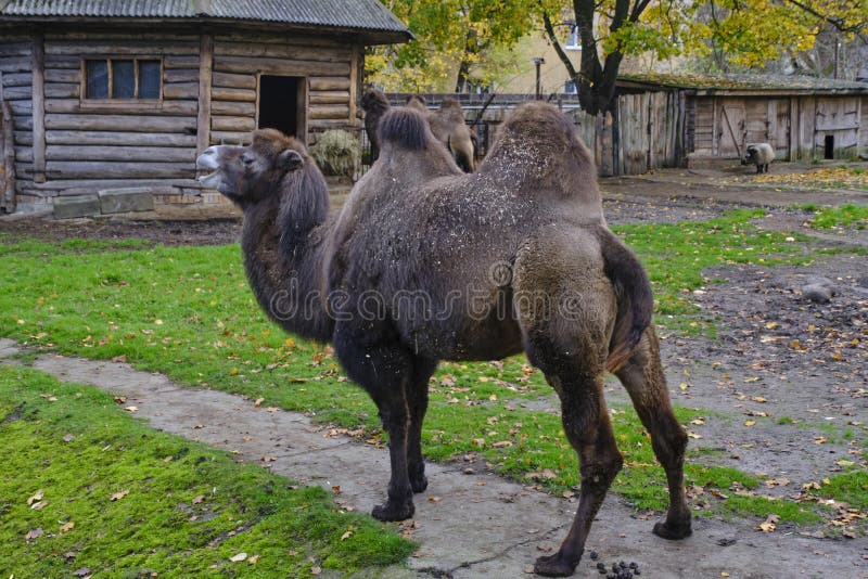 Two Humped Camel Walks Along Path through Green Grass. Stock Image ...