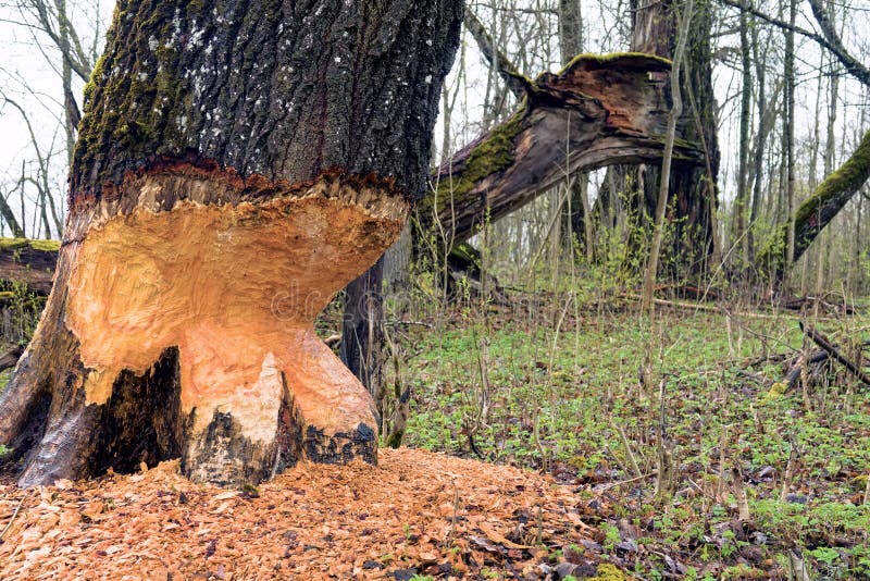 Two-hundred-year-old Tree is Gnawed by Beavers Stock Image - Image of ...