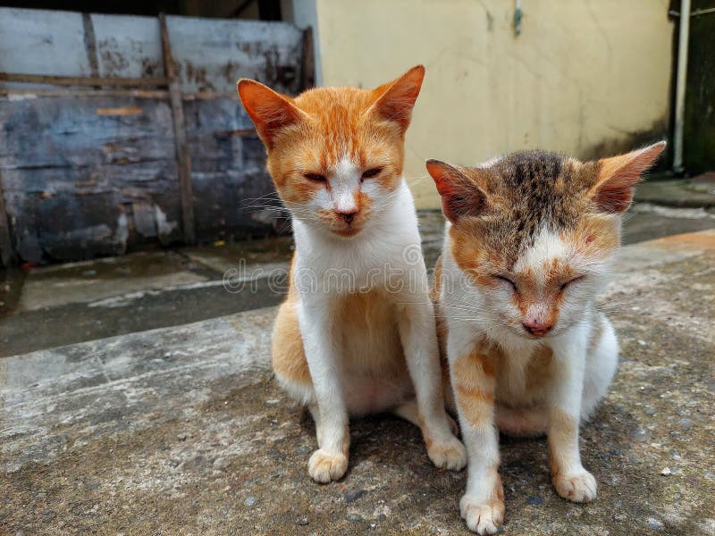 Two Hungry Cats Waiting for Food Stock Image - Image of nose, hungry ...