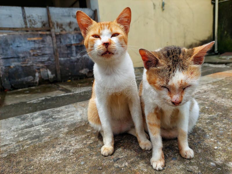 Two Hungry Cats Waiting for Food Stock Photo - Image of kitten, mammal ...