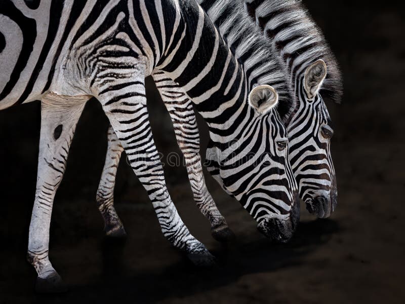 Two Hungry Zebras in the Privat Zoo Stock Image - Image of ...