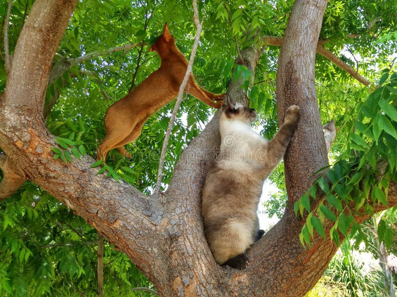 Two hunters on a tree stock photo. Image of animal, siamese - 56191702