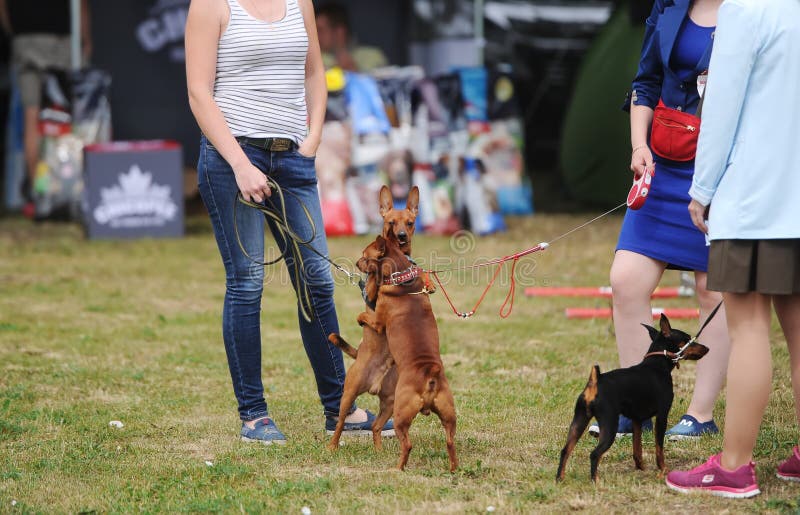 Two Hunting Dog Cheerfully Play at the Dog Show Editorial Photo - Image ...