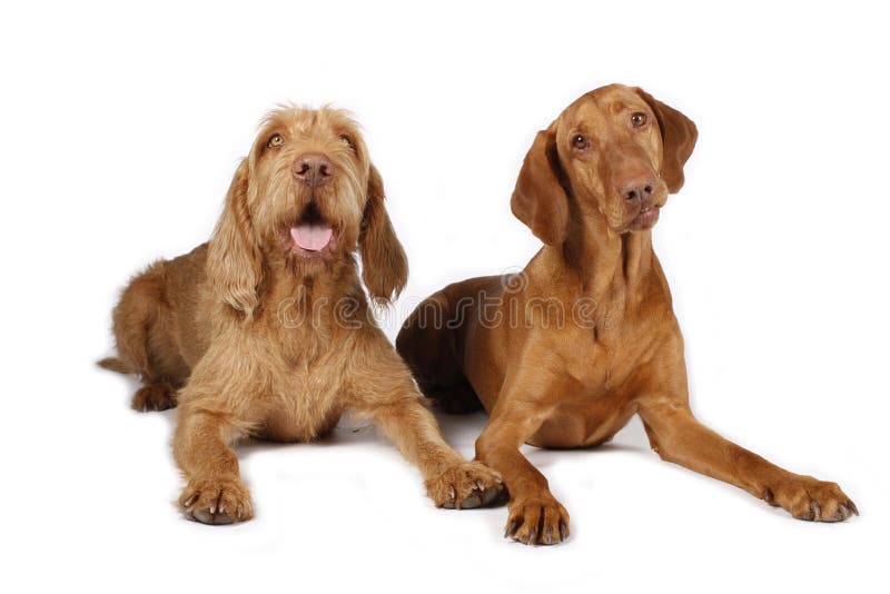 Two Hunting Dogs Lying on White Stock Image - Image of hunting, wire ...